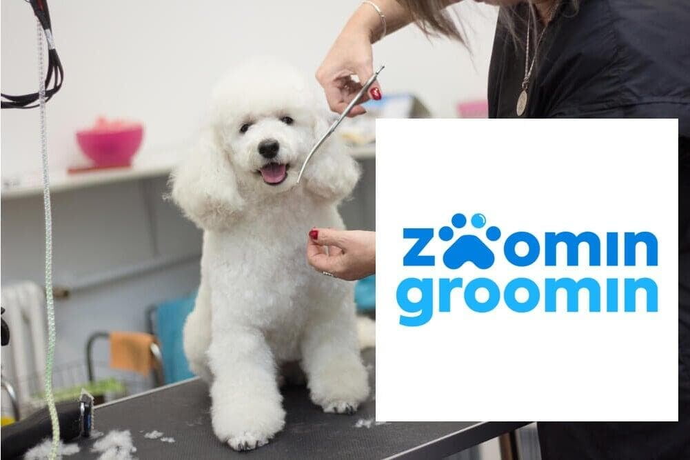 Unleash the Potential: Start Your Franchise Journey with Zoomin Groomin Mobile Pet Grooming ...